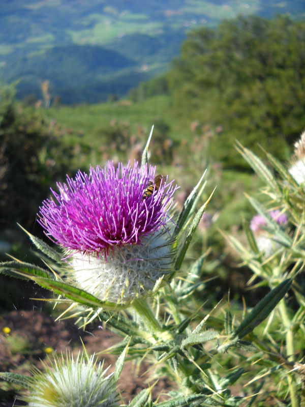 Le Train de la Rhune