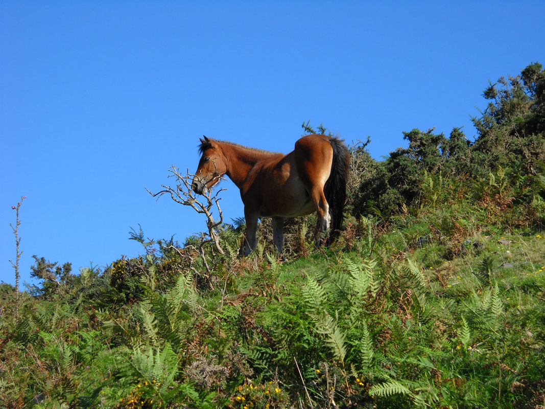 Le Train de la Rhune